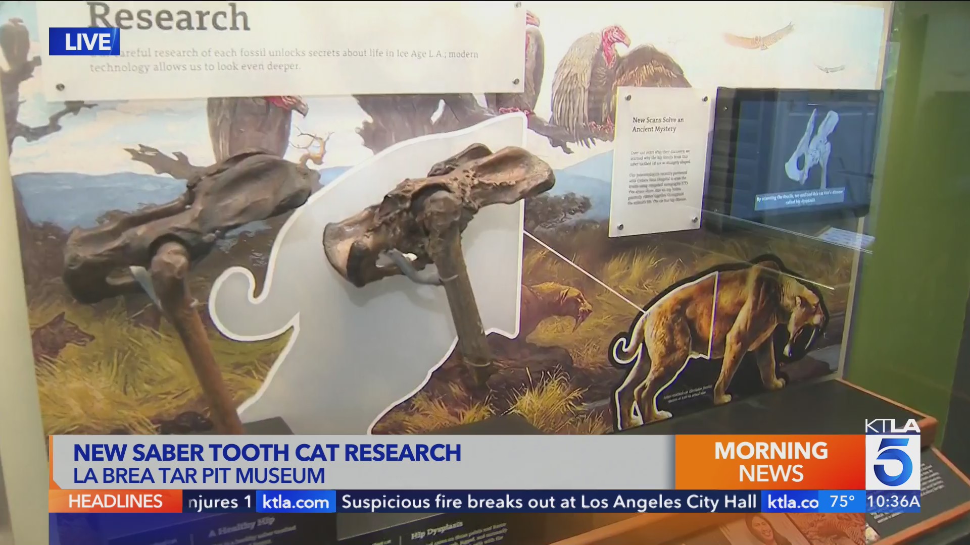 Researchers hope for breakthroughs during Saber-toothed Summer at La ...