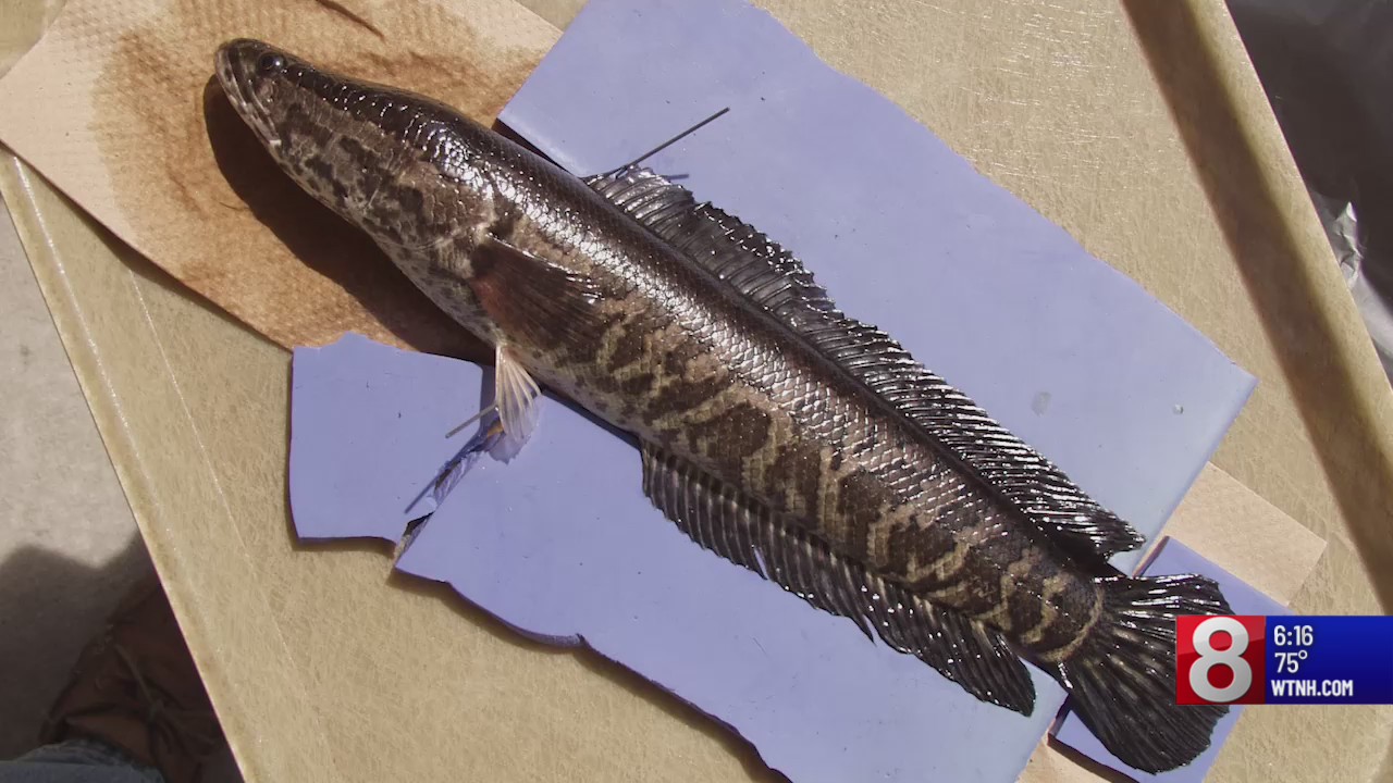 Predator fish seen in Middletown pond – WTNH.com