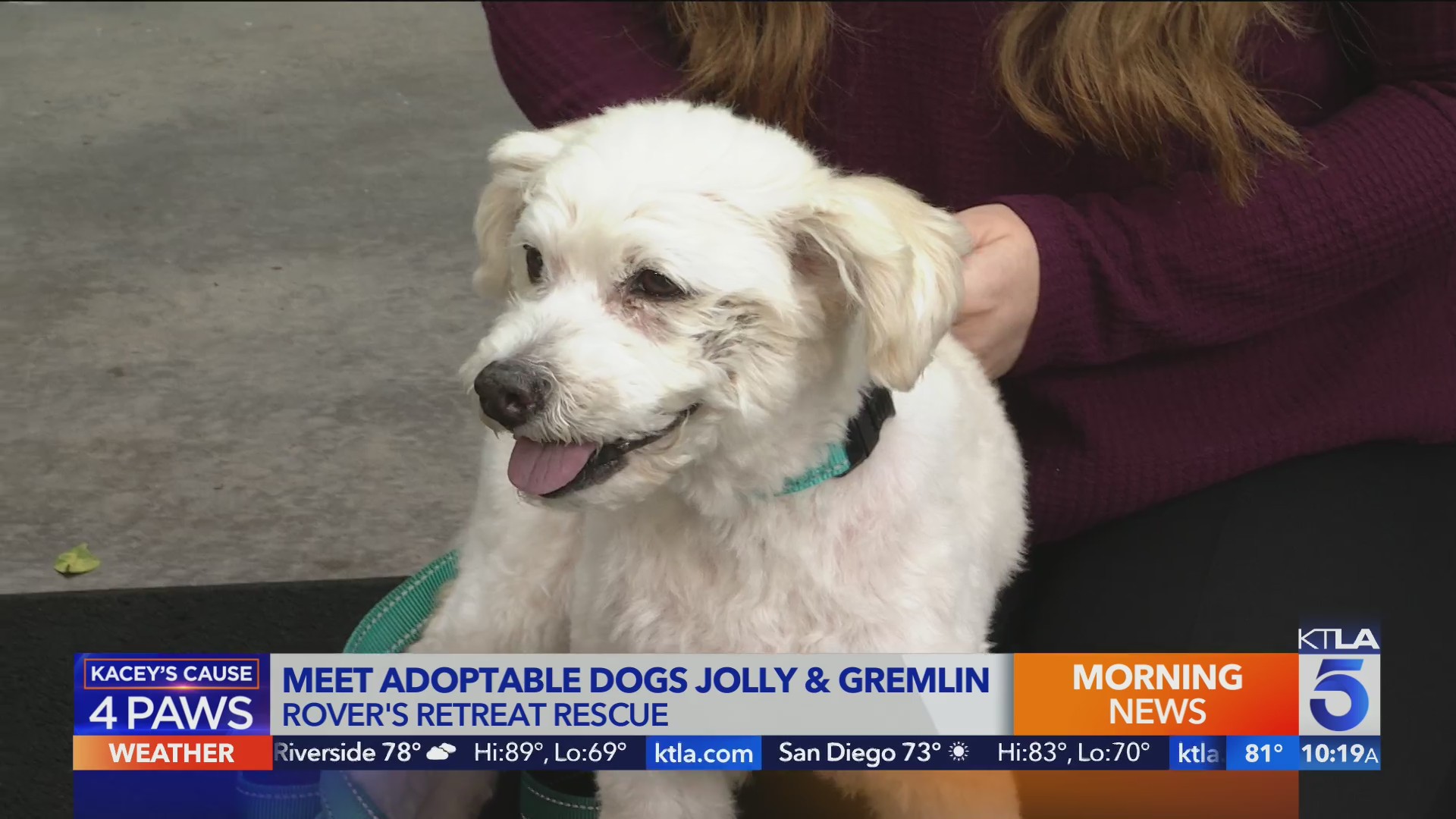Adoptable senior dogs Jolly and Gremlin are looking for forever homes ...