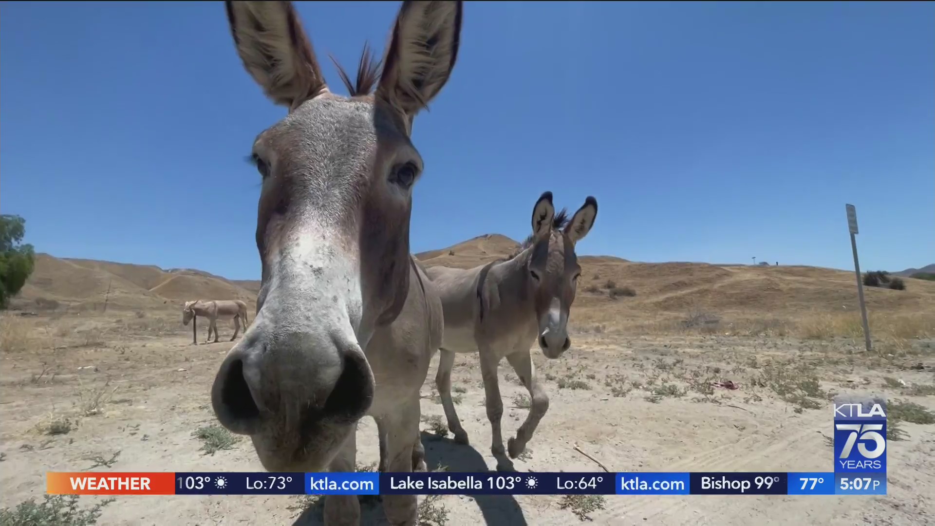Donkeys suffering from illness in I.E. – KTLA