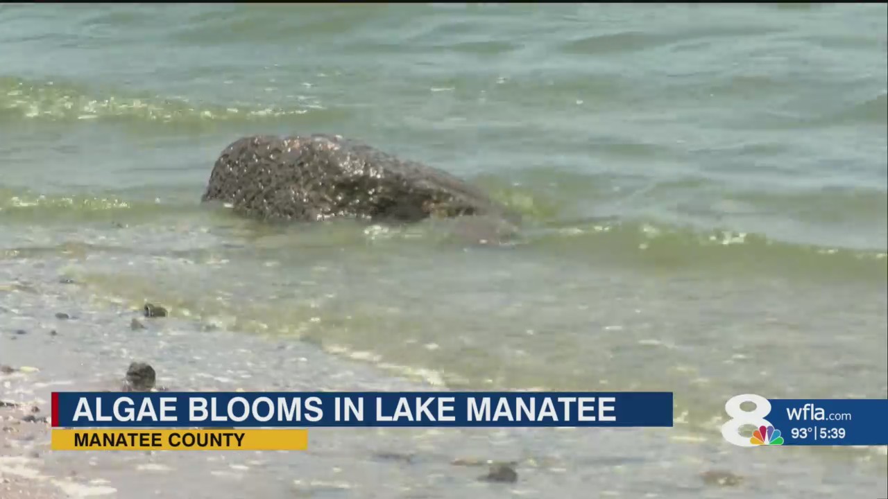 Algae bloom continues impacting Lake Manatee, officials say ...