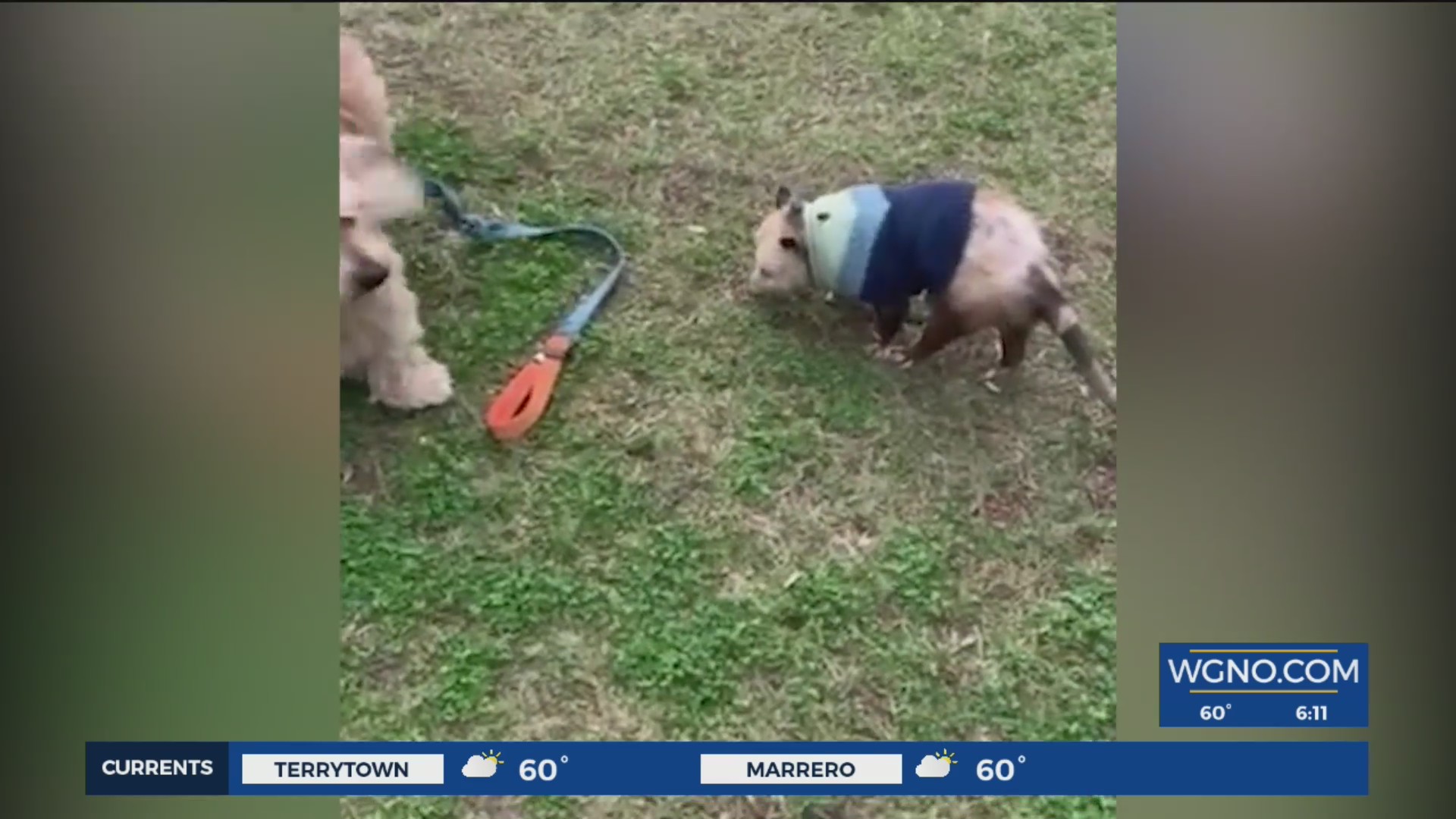 New Orleans artist makes posters to ‘bring Saffron the opossum home’ – WGNO