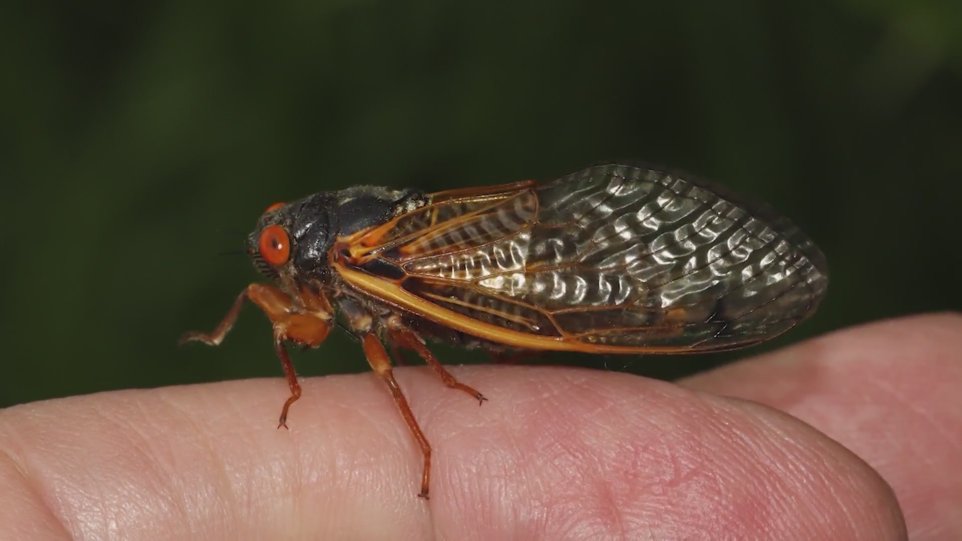‘Once in a lifetime’ cicada emergence set for Illinois as billions of ...