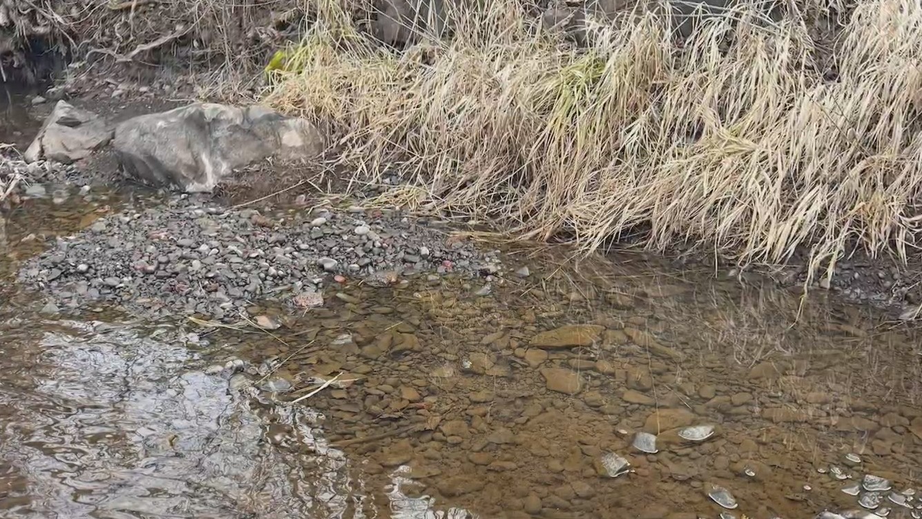 Eastern Oregon creek sees first salmon spawn in 30 years – KOIN.com