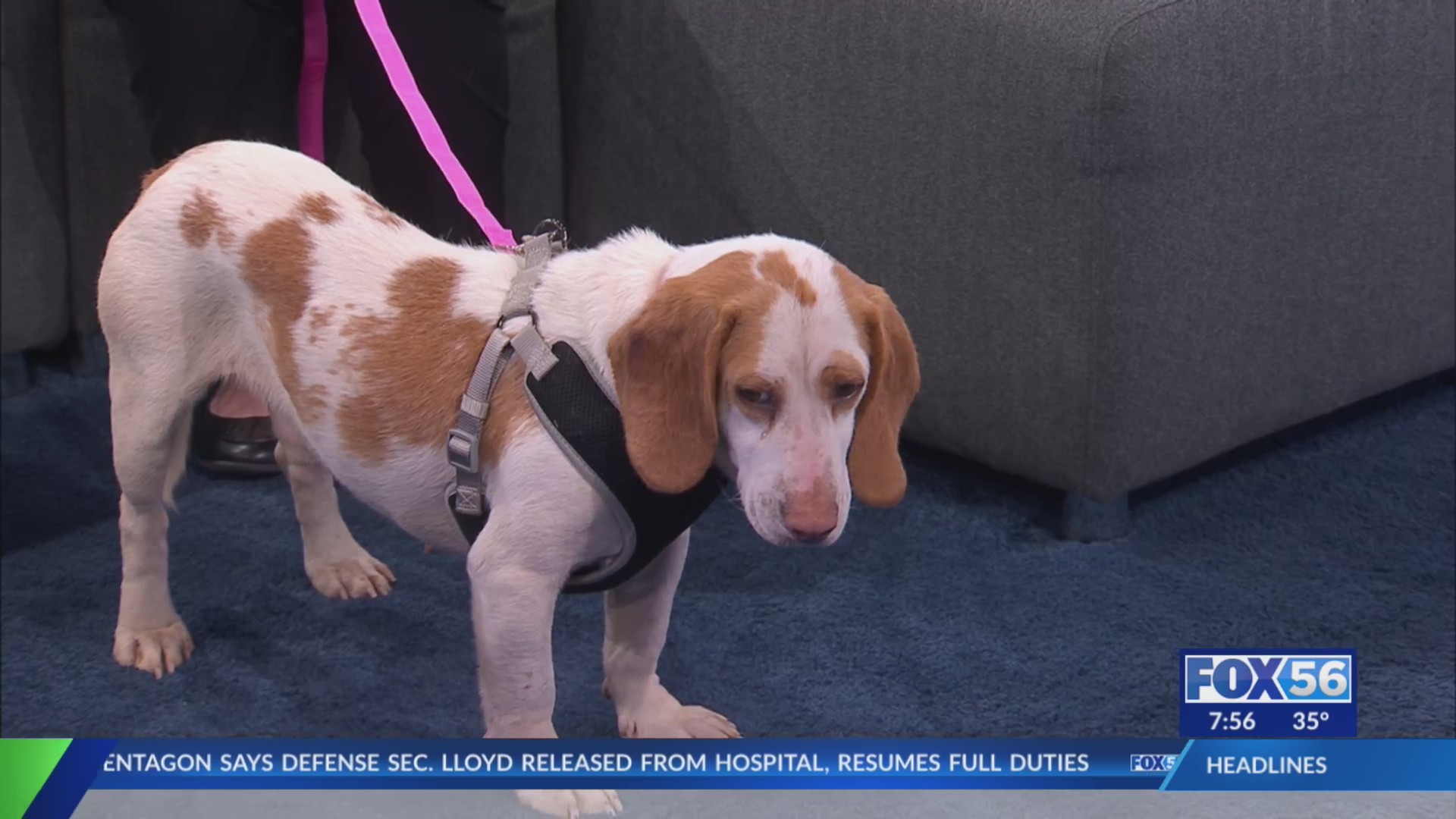 Declan – FOX 56 News