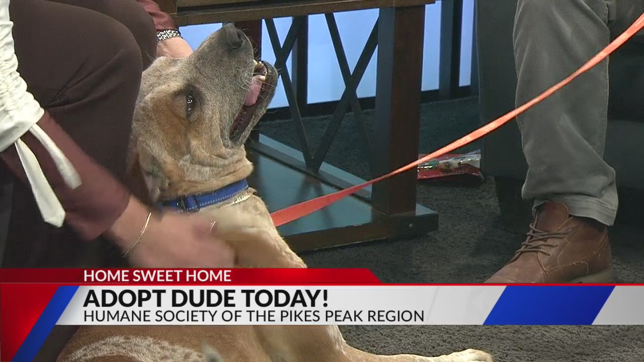 Home Sweet Home: Meet Dude – FOX21 News Colorado