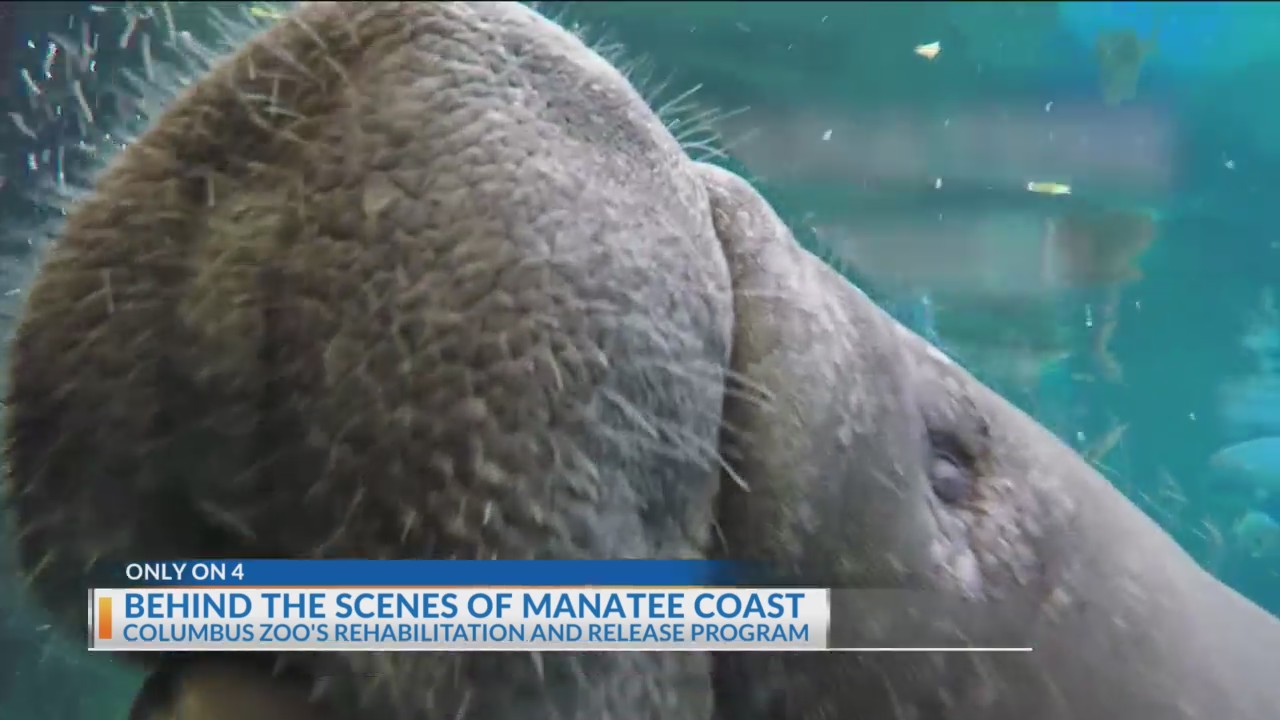 Celebrate NBC4’s Manatee Week at The Columbus Zoo’s Manatee Coast ...