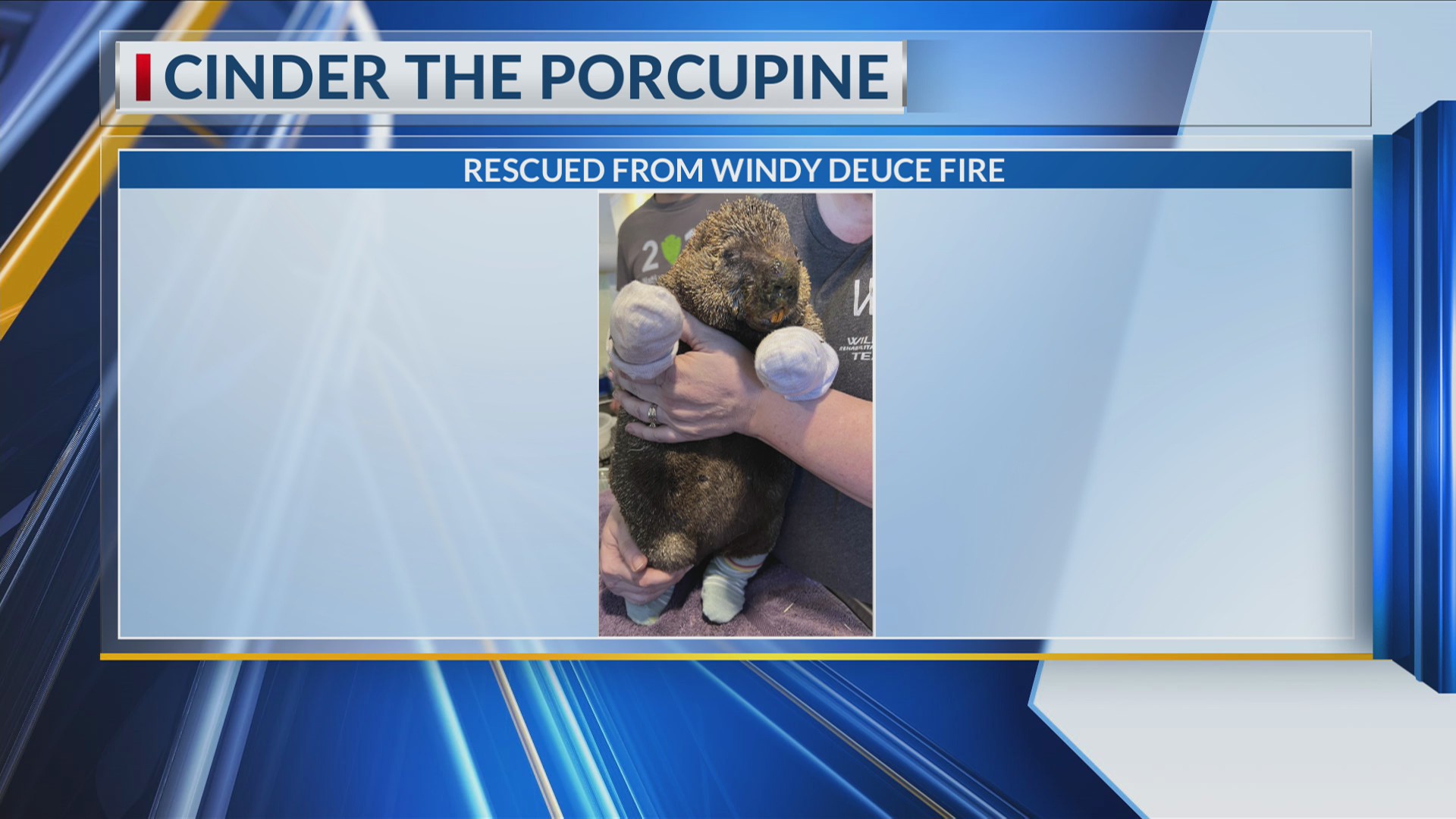 Cinder, porcupine rescued from Windy Deuce fire displays resiliency ...