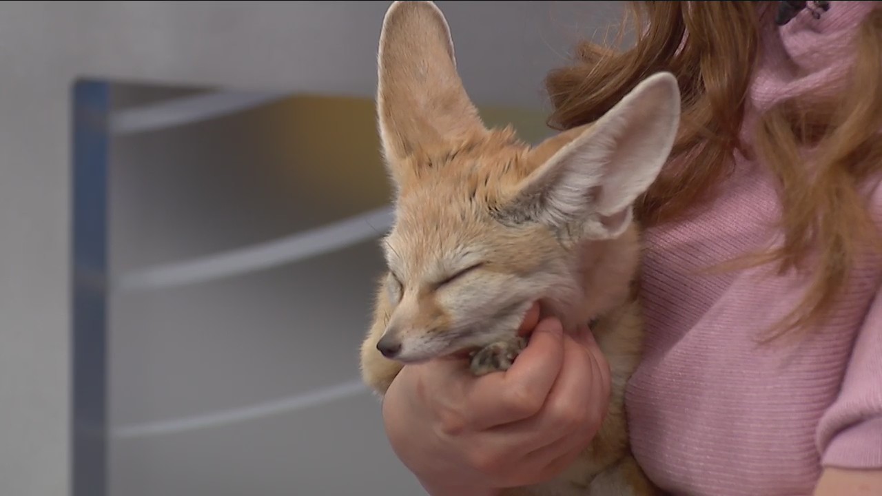 Fennec Foxes with Silly Safaris! – 3/29/24 – Fox 59
