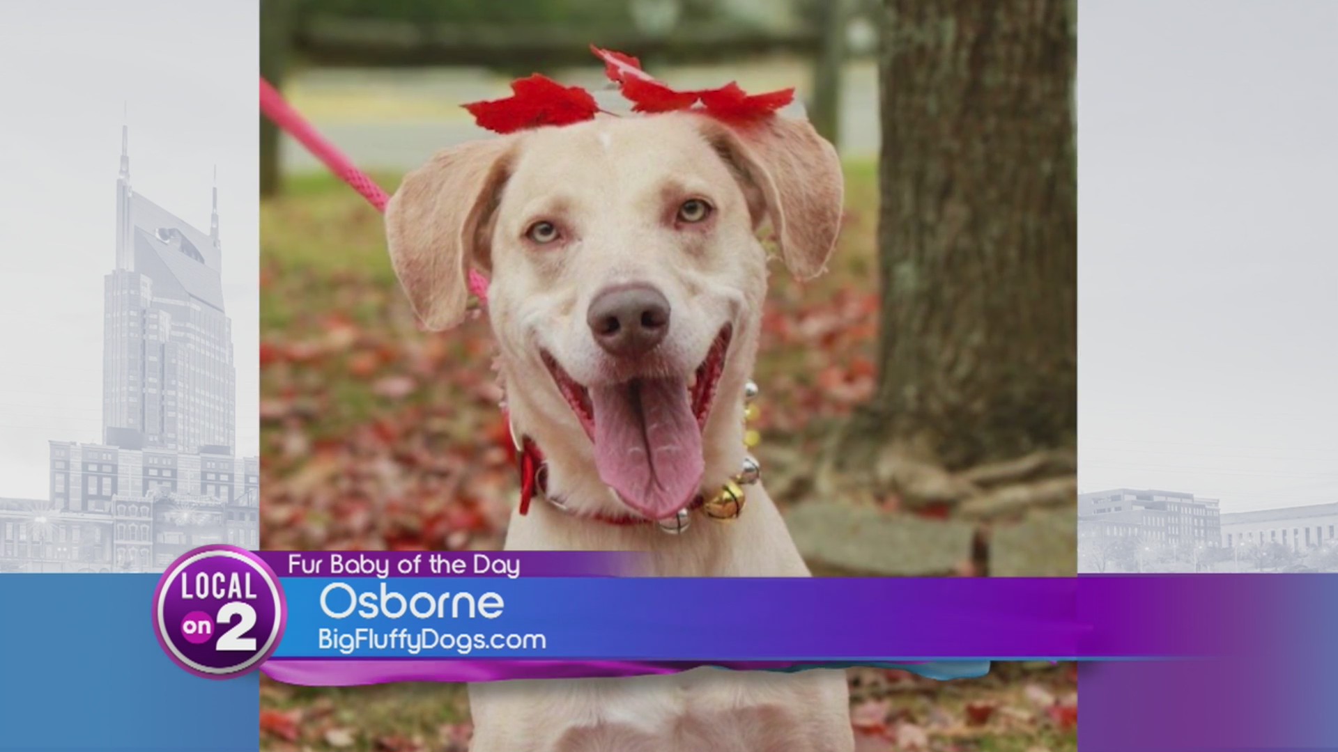 Fur Baby of the Day: Osborne! – WKRN News 2