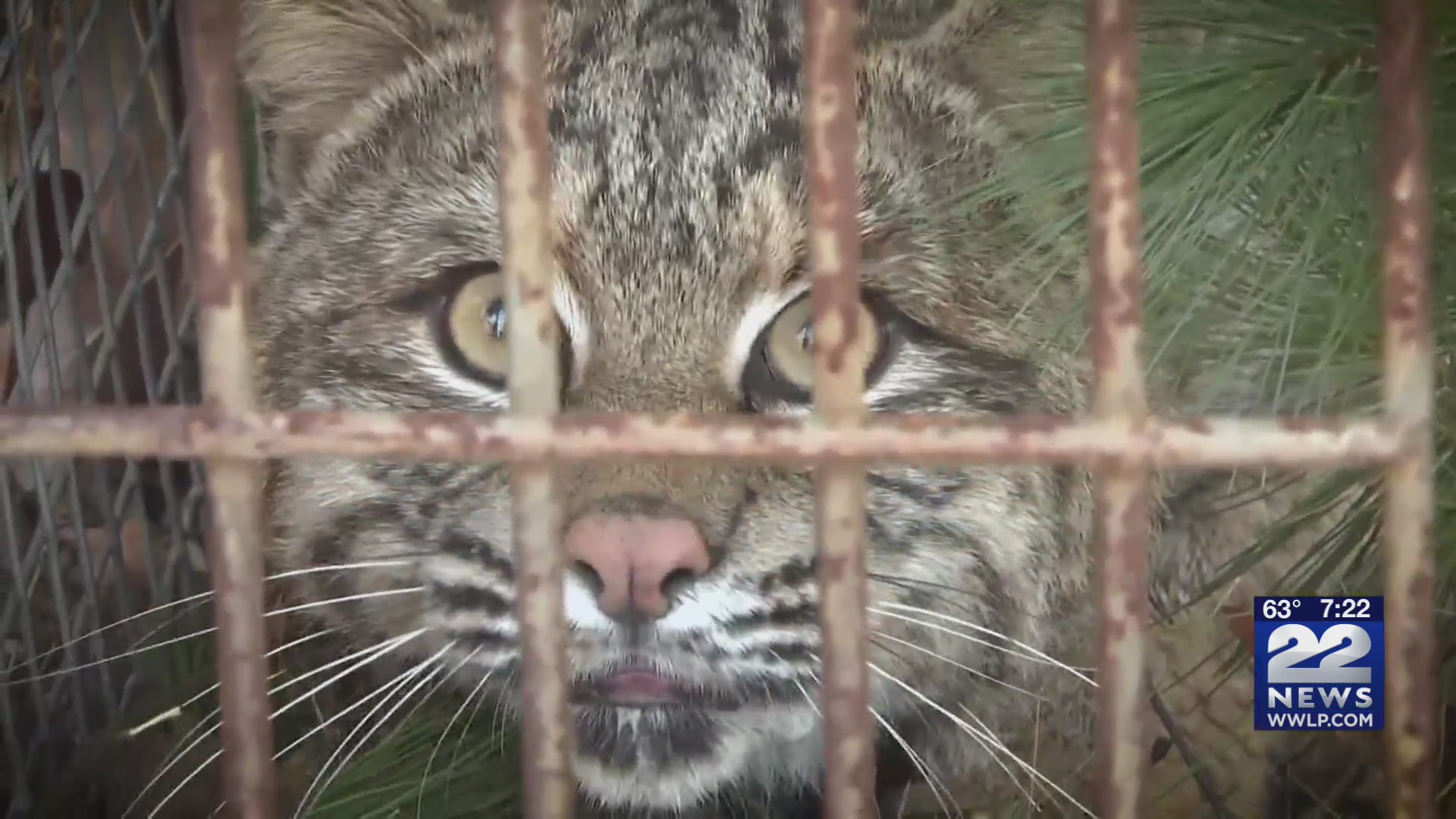 Bobcat attacks Connecticut man sleeping on hammock – WWLP