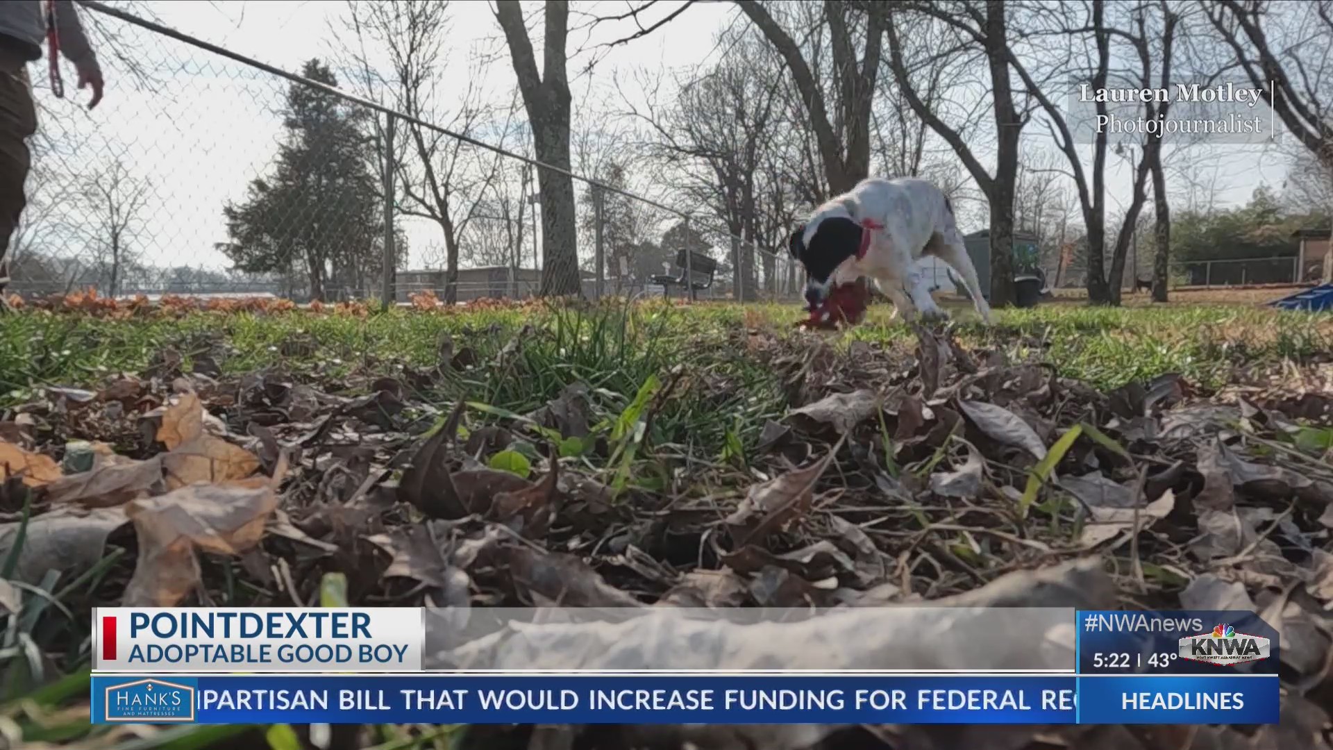 Purina Presents: Meet Pointdexter in Pet of the Week – KNWA FOX24