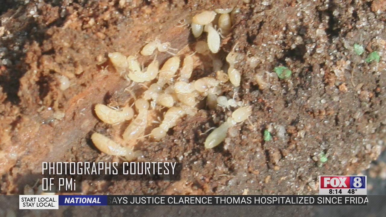 How to deal with Spring termites – FOX8 WGHP