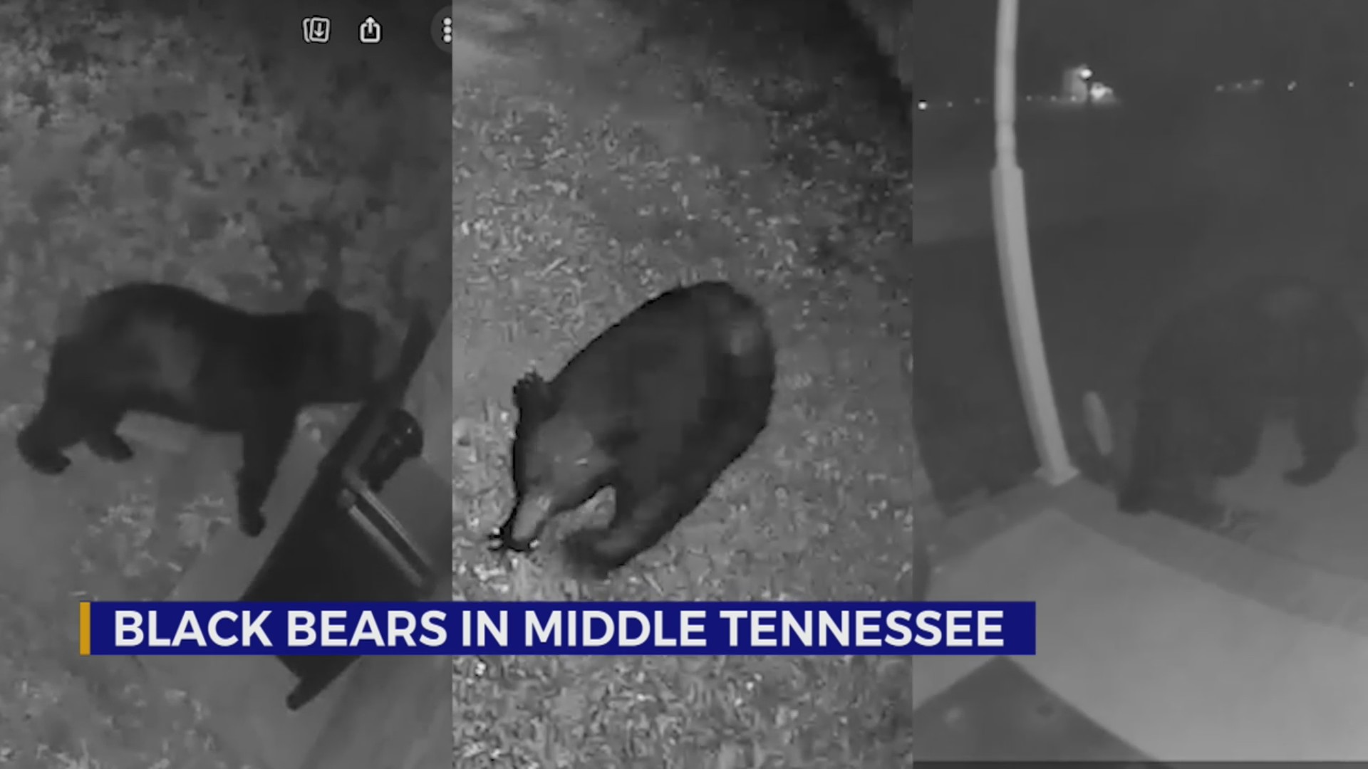 Black bears spotted in Middle Tennessee – WKRN News 2
