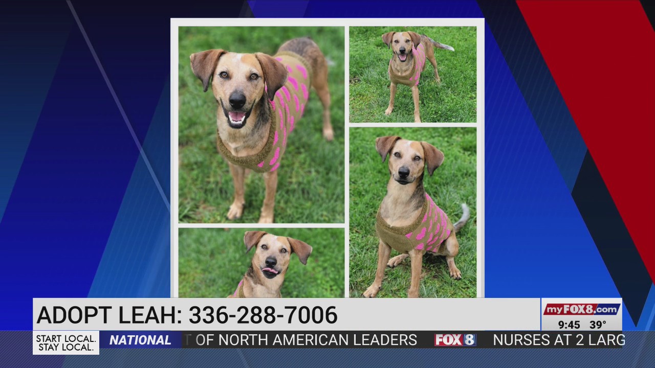 Leah is our Pet of the Week! – FOX8 WGHP