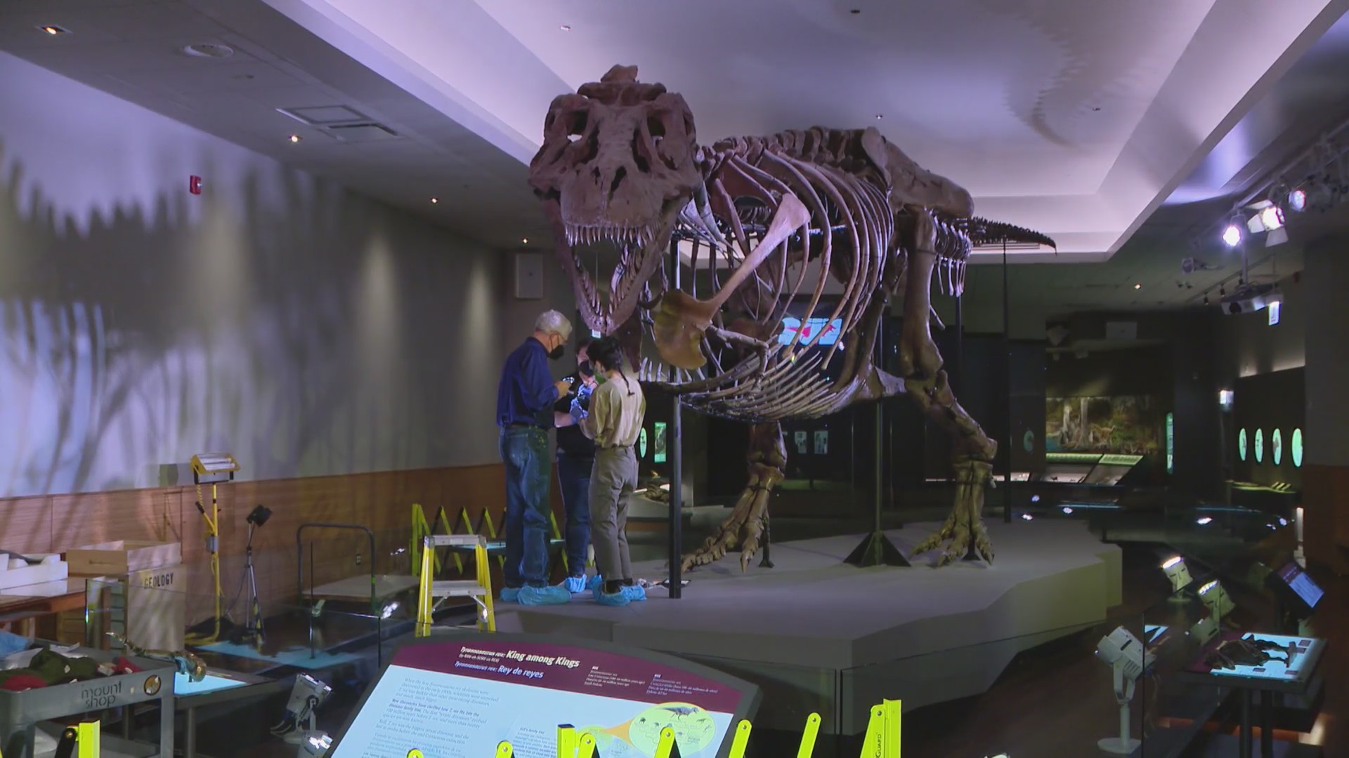 Chicago’s famous T-Rex Sue has been disarmed – MyStateline | WTVO WQRF ...