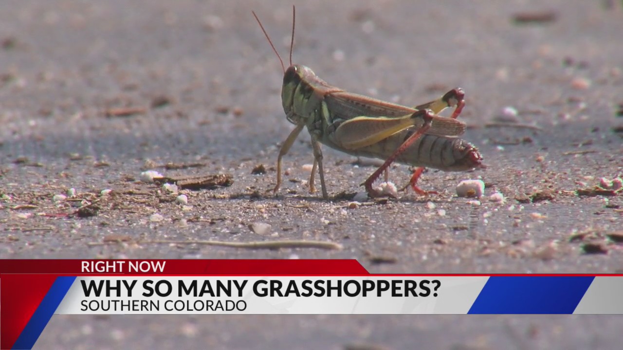 Why are grasshoppers everywhere in Southern Colorado? – FOX21 News Colorado