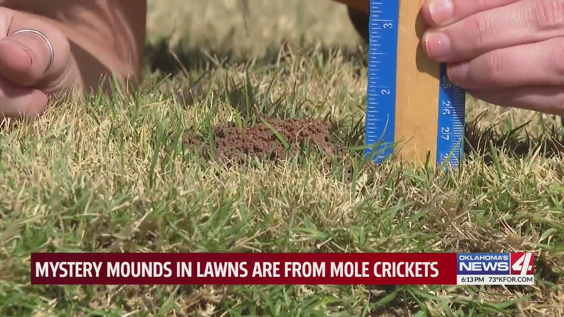 Mystery mounds in lawns are from mole crickets – KFOR.com Oklahoma City