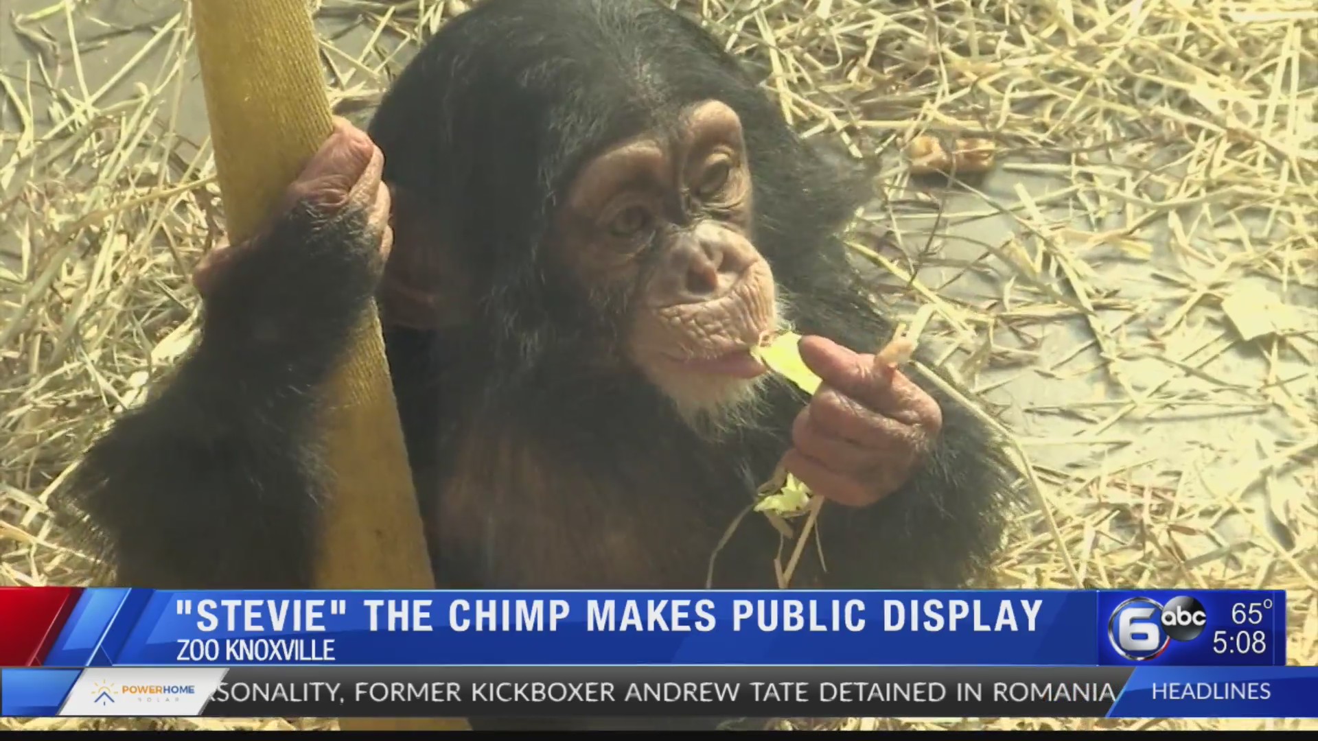 Stevie the Chimp makes public debut at Zoo Knoxville – WATE 6 On Your Side