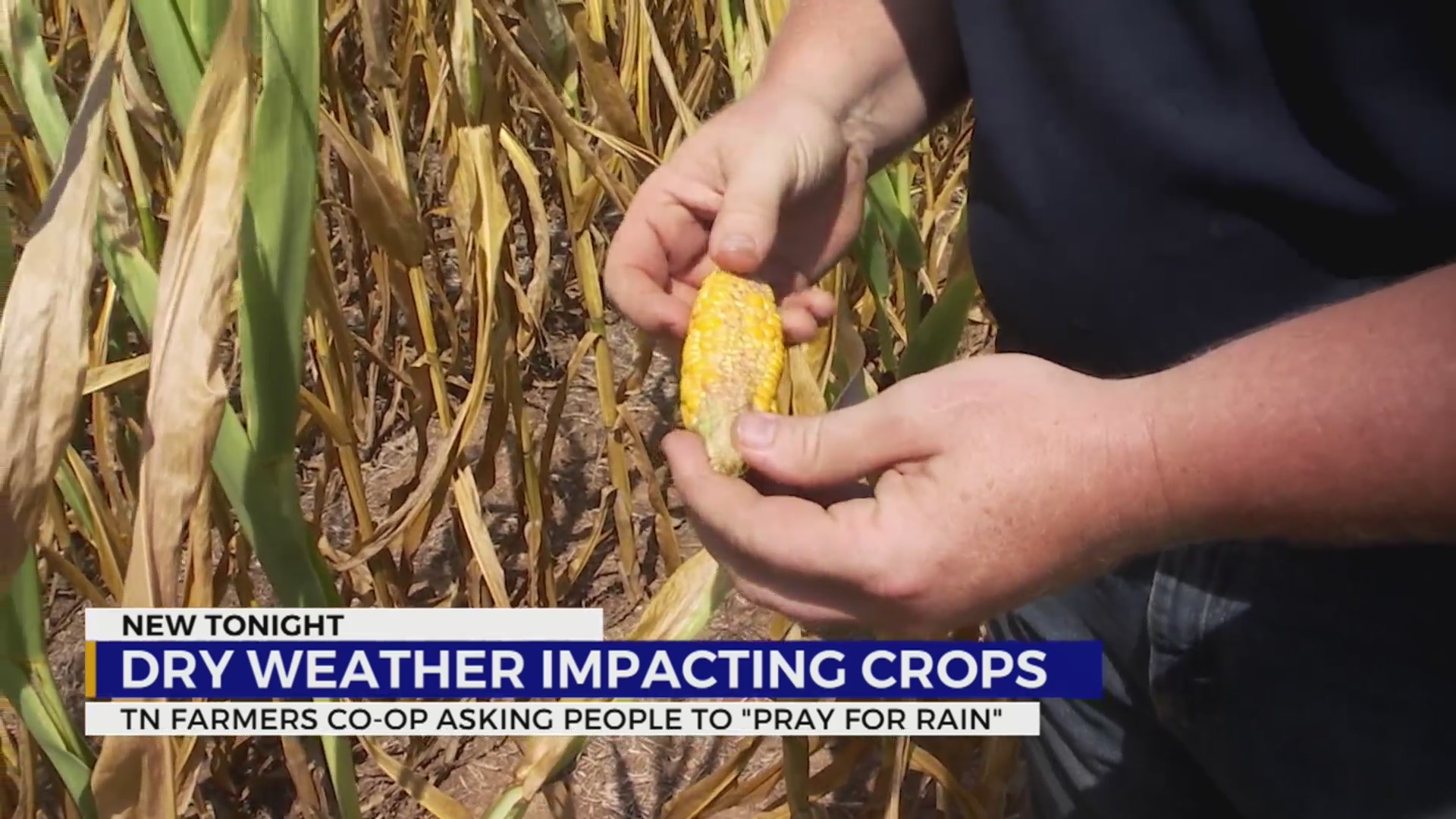 Dry weather impacting crops – WKRN News 2
