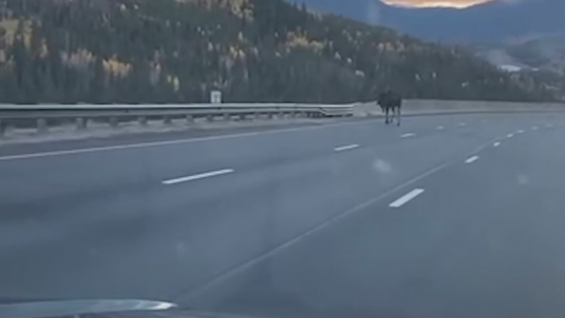 CPW advises what to do with wildlife road encounters – FOX31 Denver