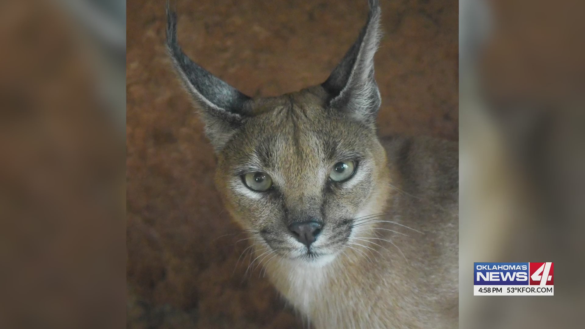 OKC Zoo welcomes new caracal to cat family – KFOR.com Oklahoma City