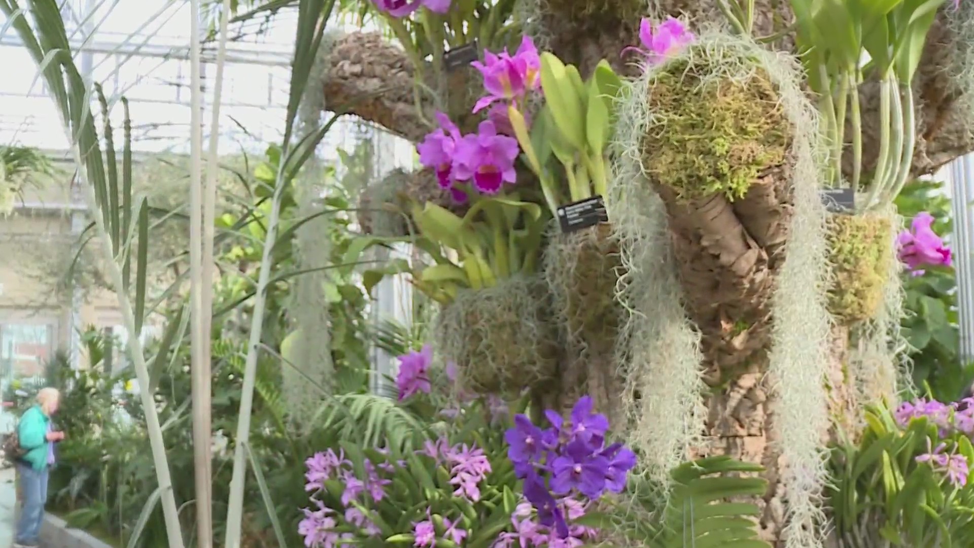 MoBOT’s Orchid Show is a tropical getaway right in south St. Louis – FOX 2