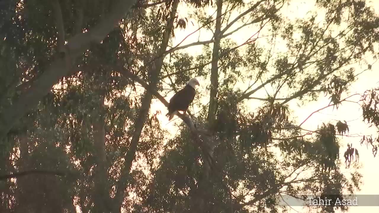 Rare Sighting: Bald eagles spotted in Alameda County – KRON4