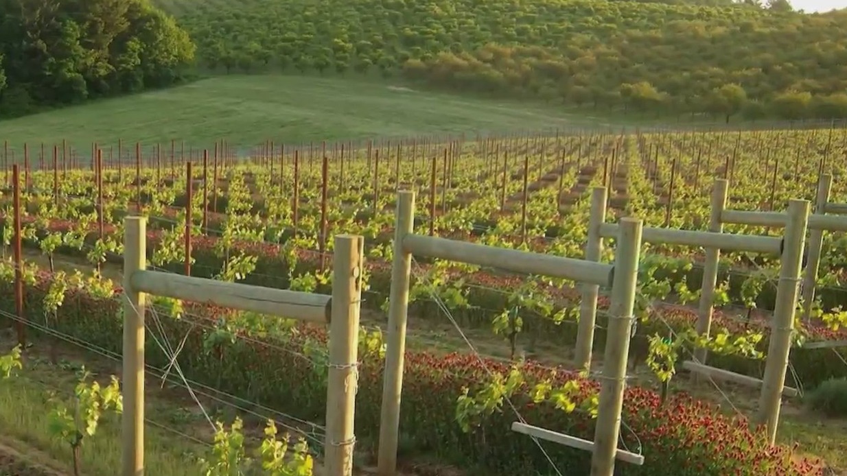 Yamhill-Carlton AVA holds spring tasting event – KOIN.com