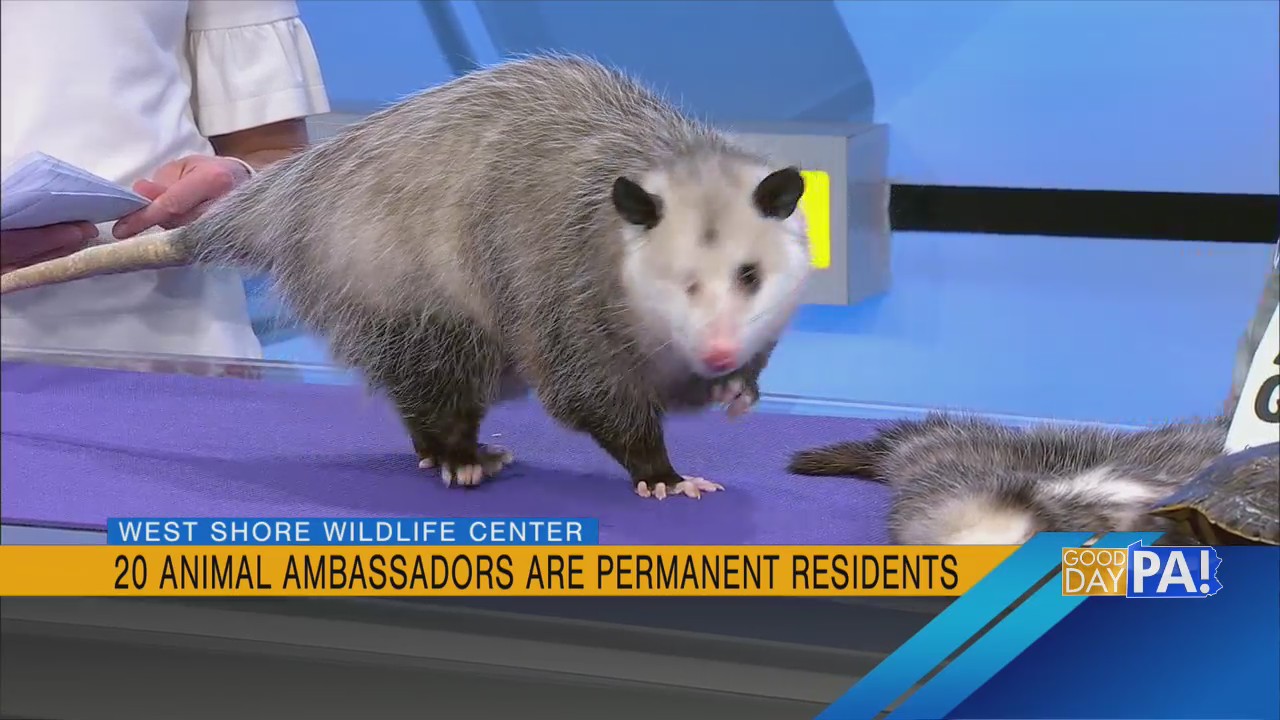 West Shore Wildlife Center – ABC27