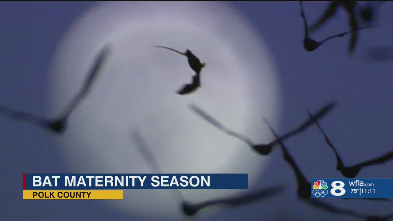 Bat maternity season begins in a few weeks. What experts say you need ...