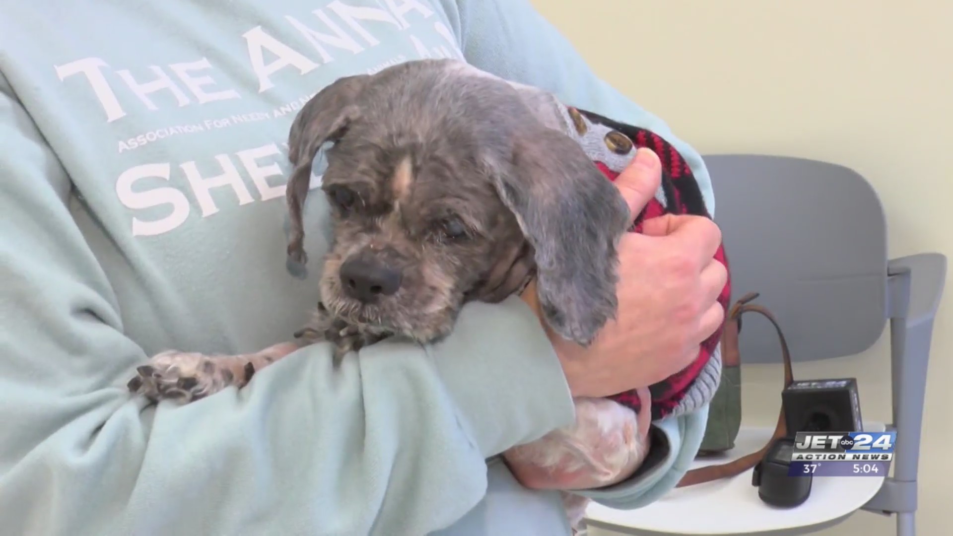 Arrest made related to neglected dog that gnawed off its own paw – WJET ...