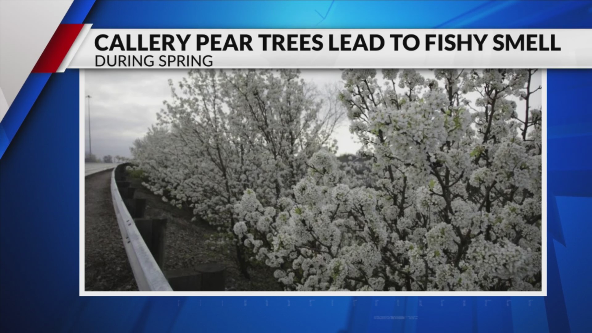 If it smells like fish in Denver, it might be from this blossoming tree ...
