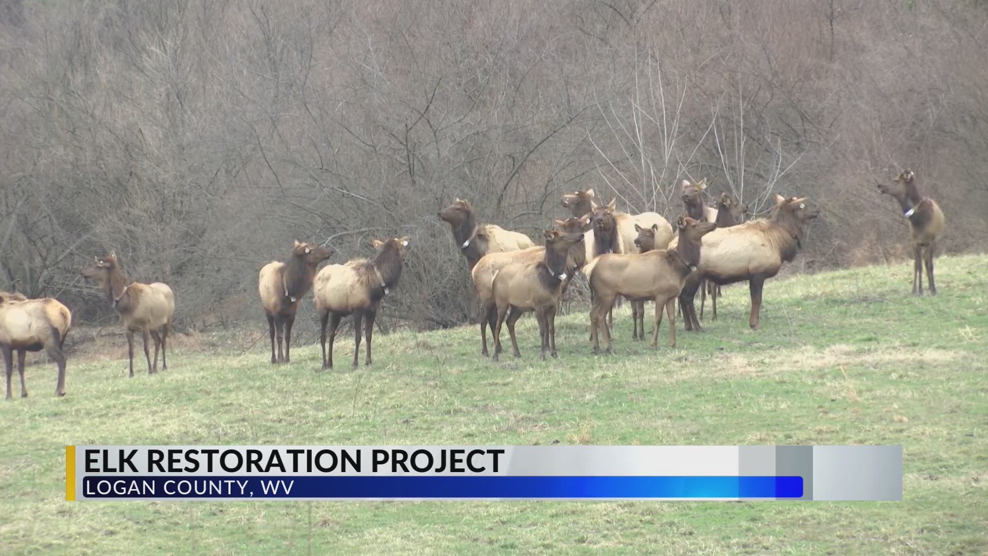 ‘It’s a perfect habitat:’ Logan County residents excited for growing ...