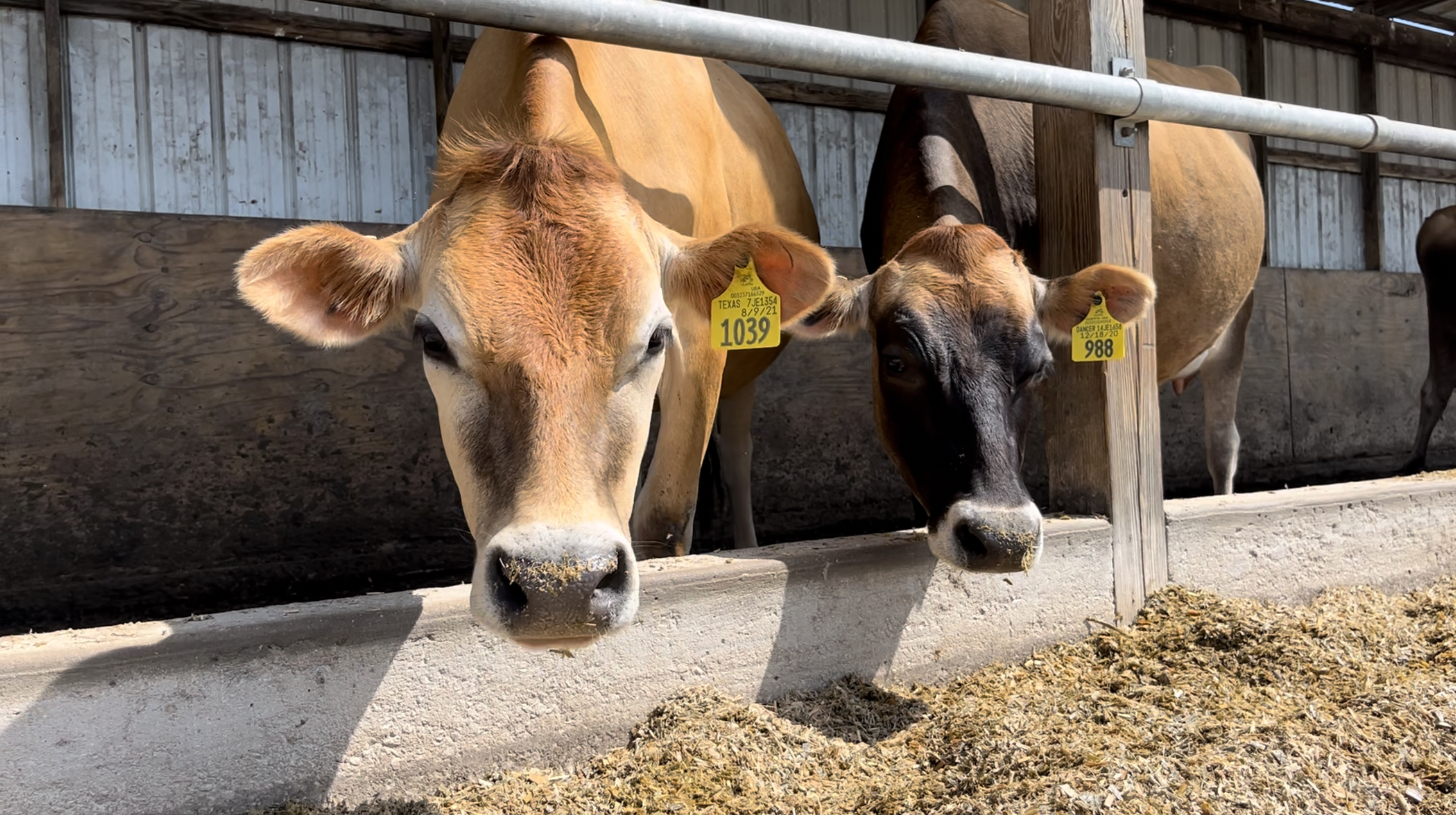 Jersey cow milk an alternative dairy option for lactose intolerance – WNCT