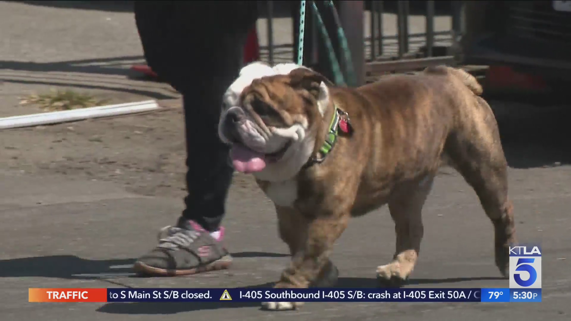How to keep your pets safe during Southern California heat wave – KTLA