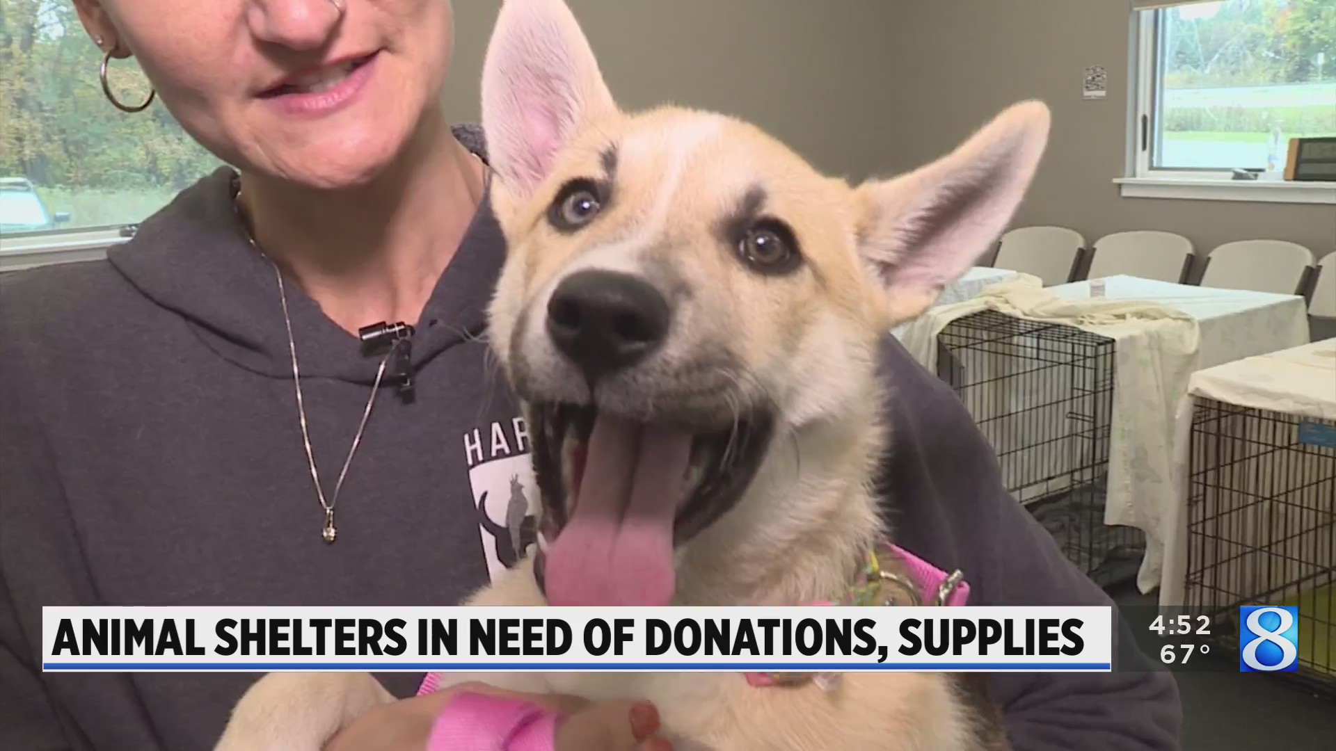 Harbor Humane Society staff overworked with too many pets – WOODTV.com