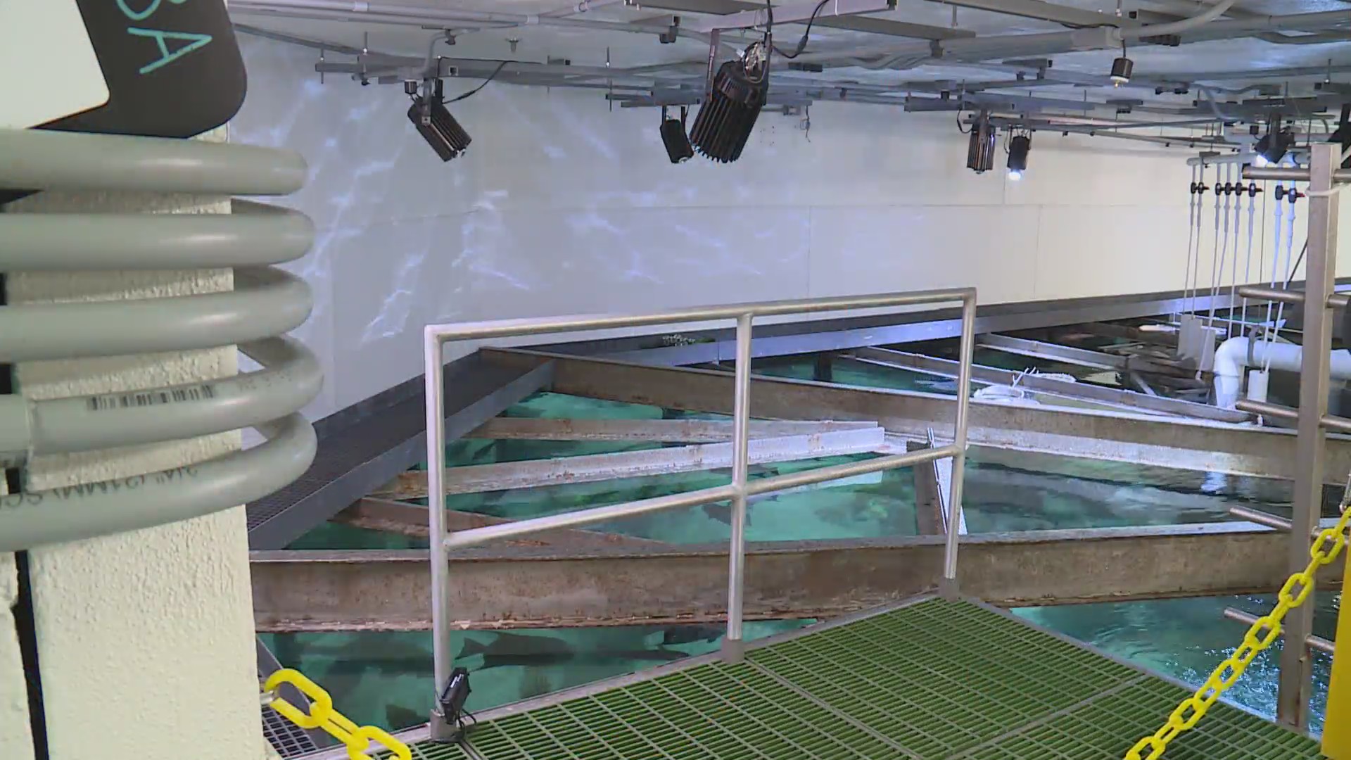 Virginia Aquarium’s Batten Fellowship applications now open – WAVY.com