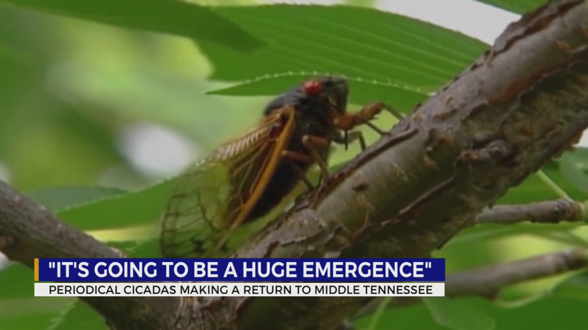 ‘Cicada-geddon’: Biggest bug emergence in centuries is coming – WKRN News 2