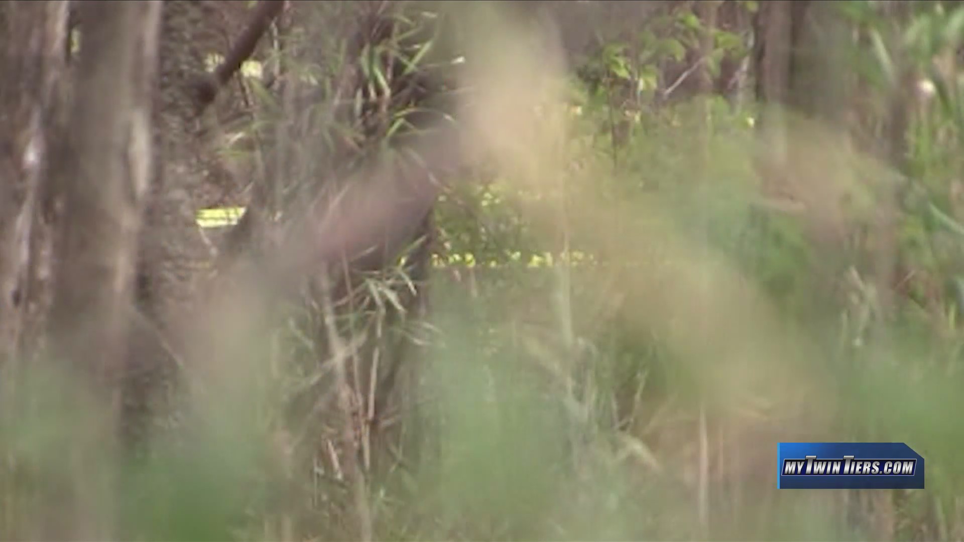 The case of Nieko Lisi – WETM – MyTwinTiers.com