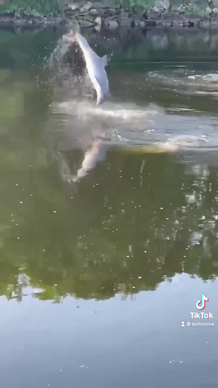 VIDEO: Dolphin spotted in the Norwich Marina – WTNH.com