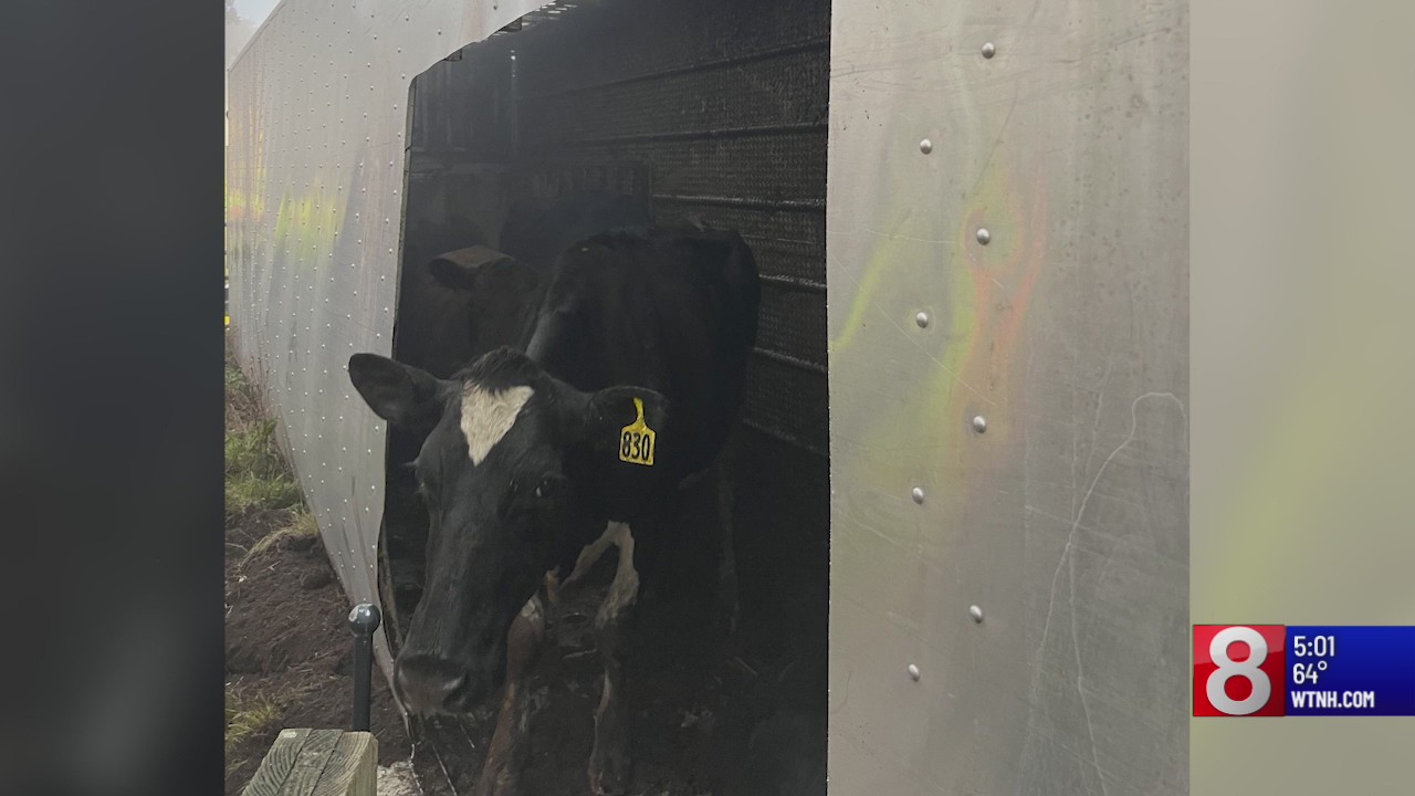 14 cows die in tractor-trailer crash – WTNH.com