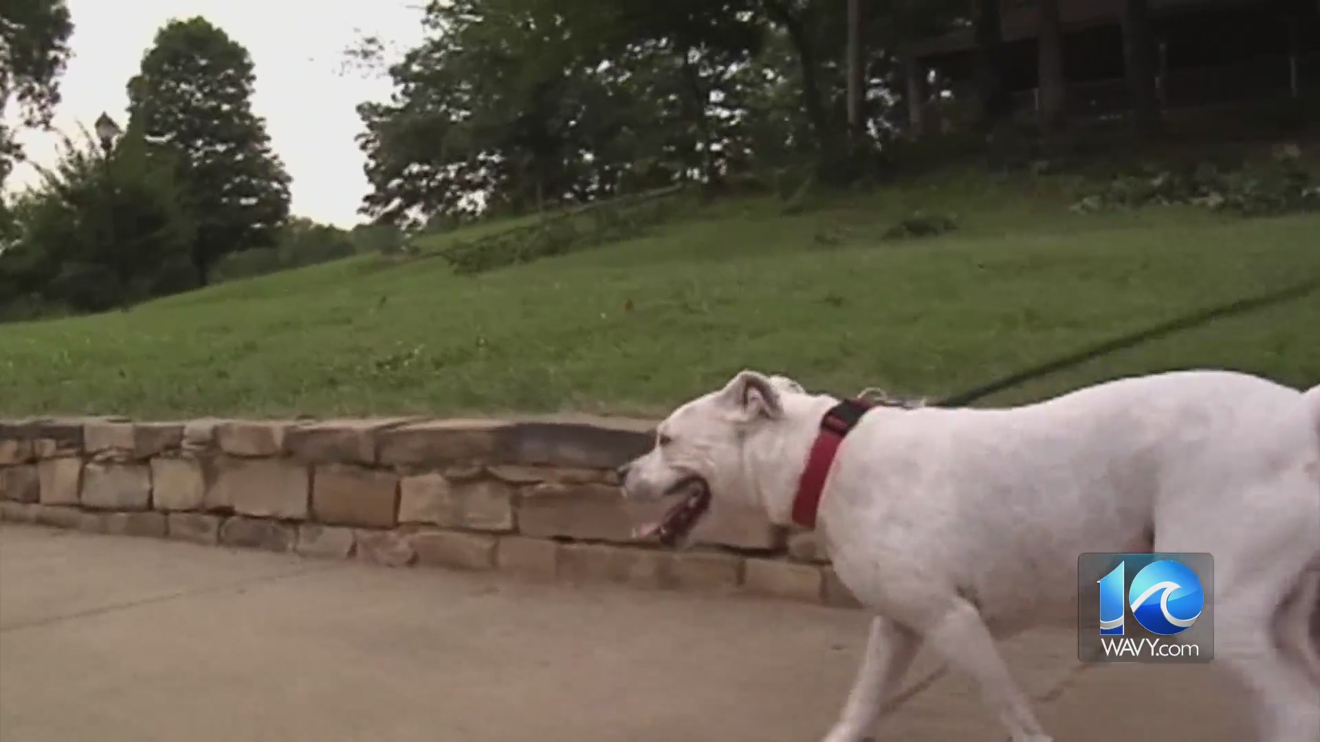 New DOD policy makes it easier for service members to move with pets ...