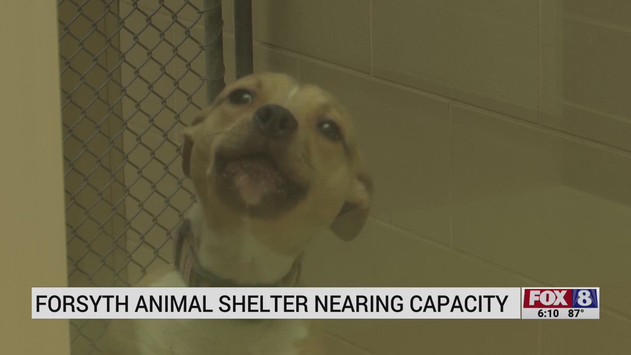 Forsyth County Animal Shelter nearing capacity – FOX8 WGHP