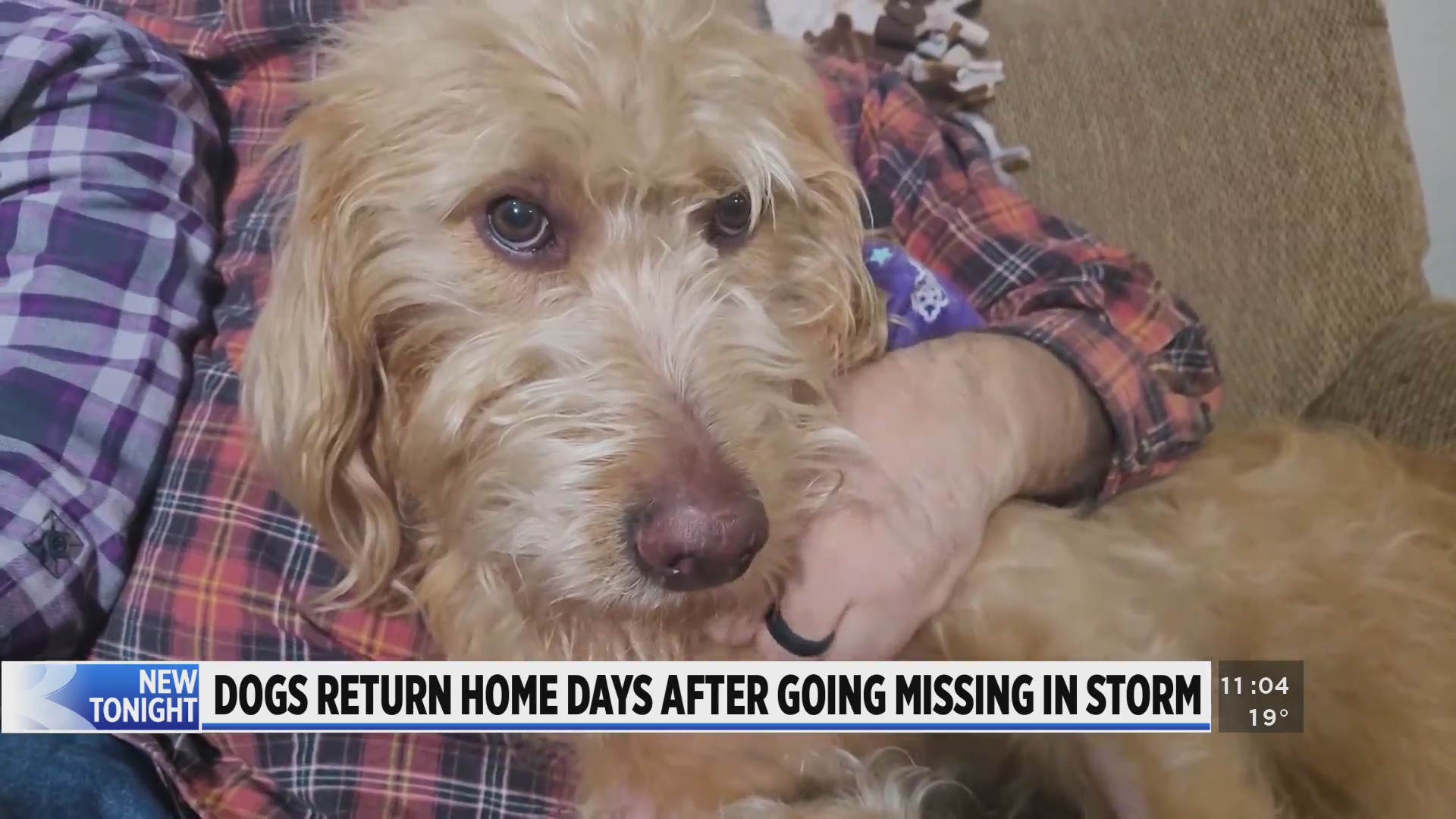 Dogs return home days after going missing in snowstorm – WOODTV.com