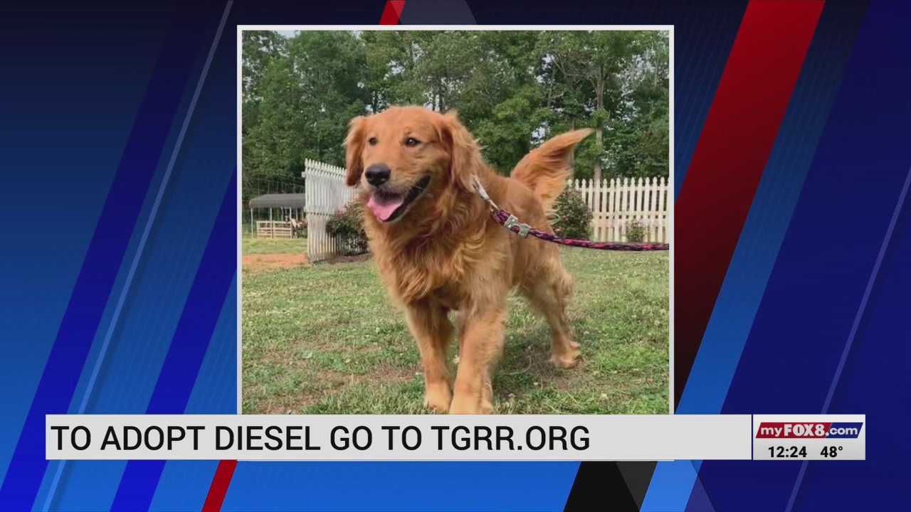 Diesel is our Pet of the Week! – FOX8 WGHP