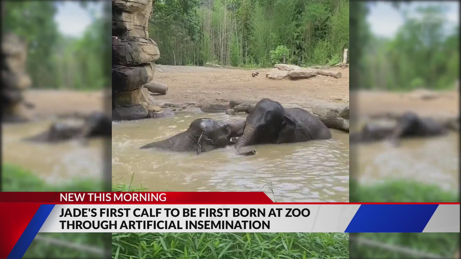 Asian elephant Jade, first calf to be born at Zoo through artificial ...