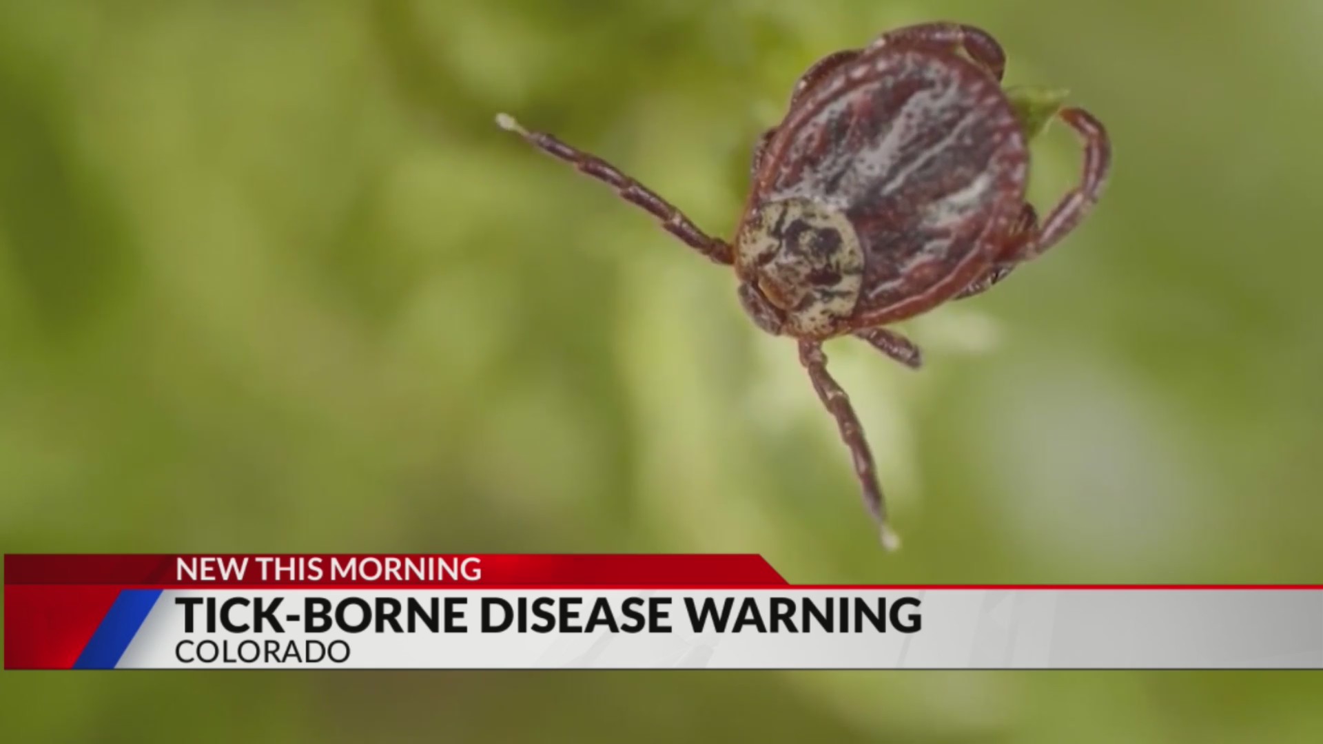 Tick diseases on the rise in Colorado, what to watch out for – FOX31 Denver
