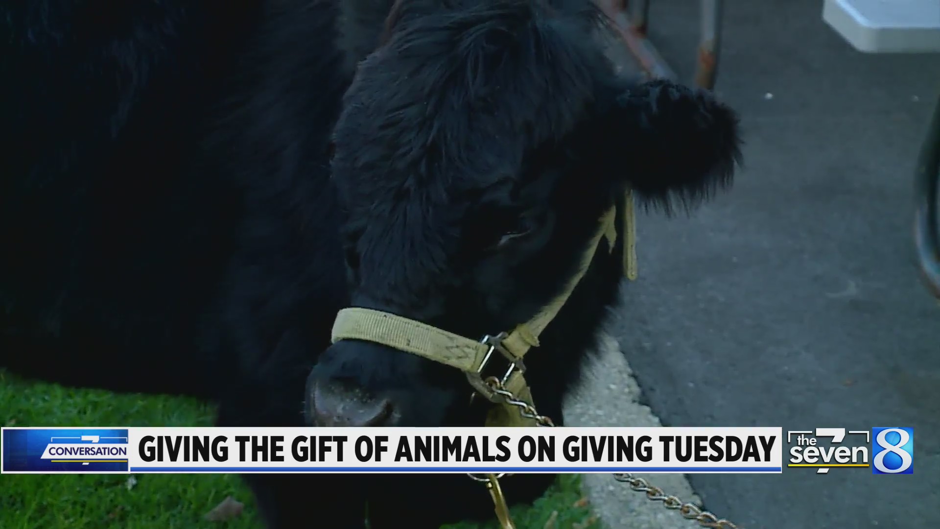Giving the gift of animals on Giving Tuesday – WOODTV.com