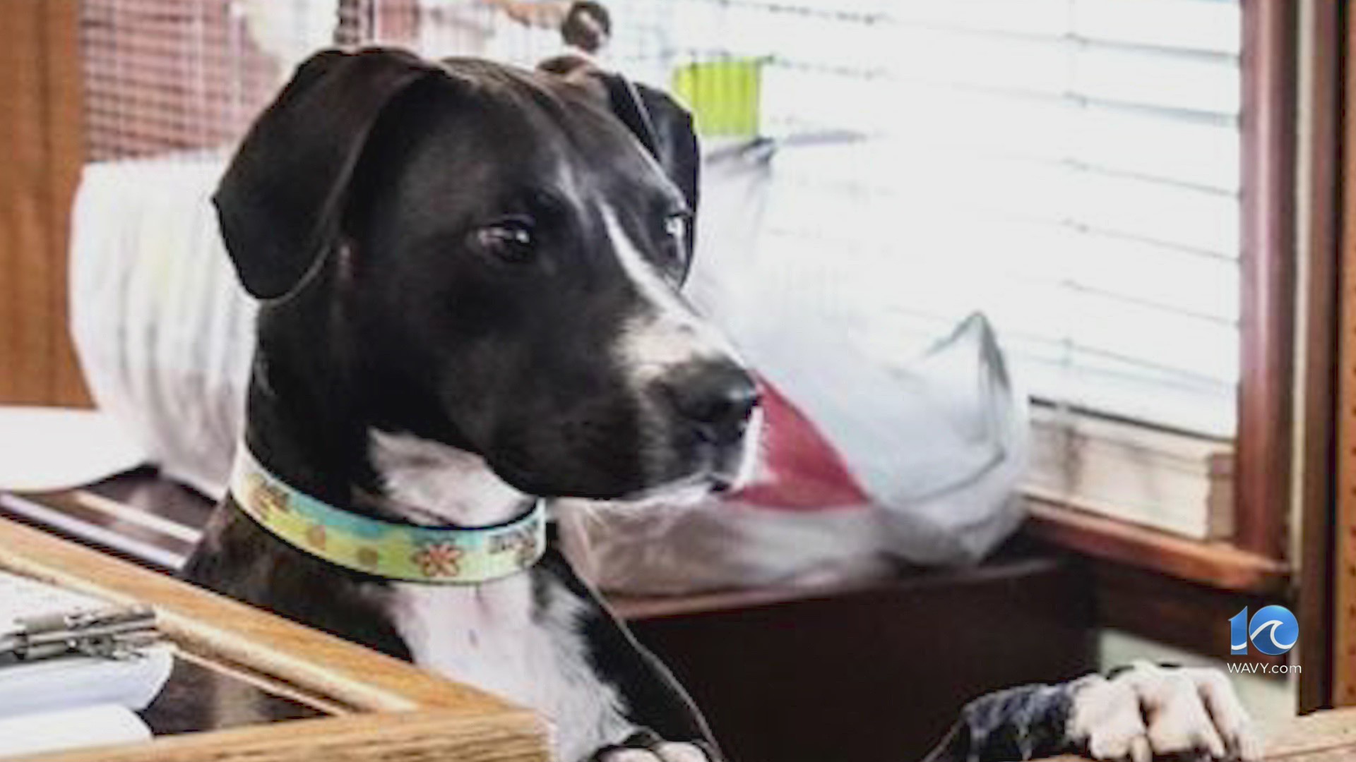 Waggin’ WAVY Wednesday contest winner | Week of March 25 – WAVY.com